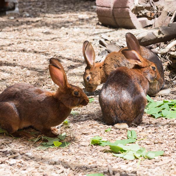 Unsere tierischen Helfer – wirsindmutig